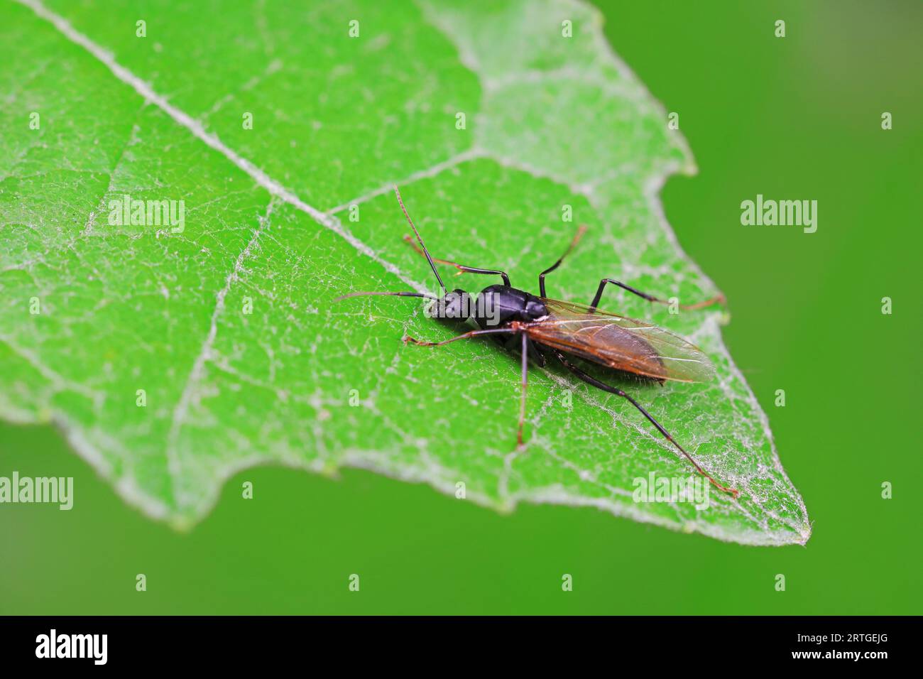 Ants in the wild, North China Stock Photo - Alamy
