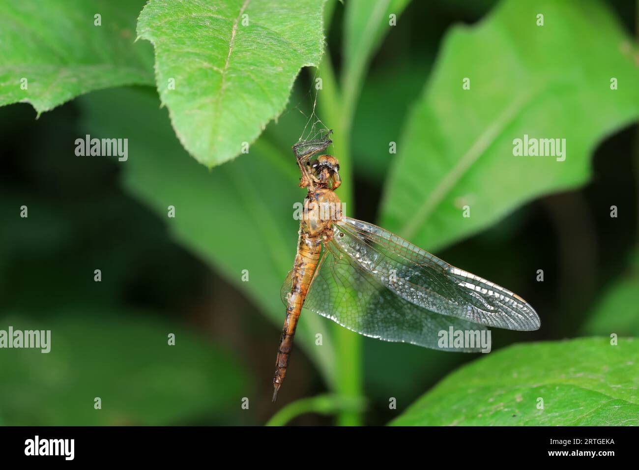 Dried bodies of dragonflies on wild plants, North China Stock Photo - Alamy
