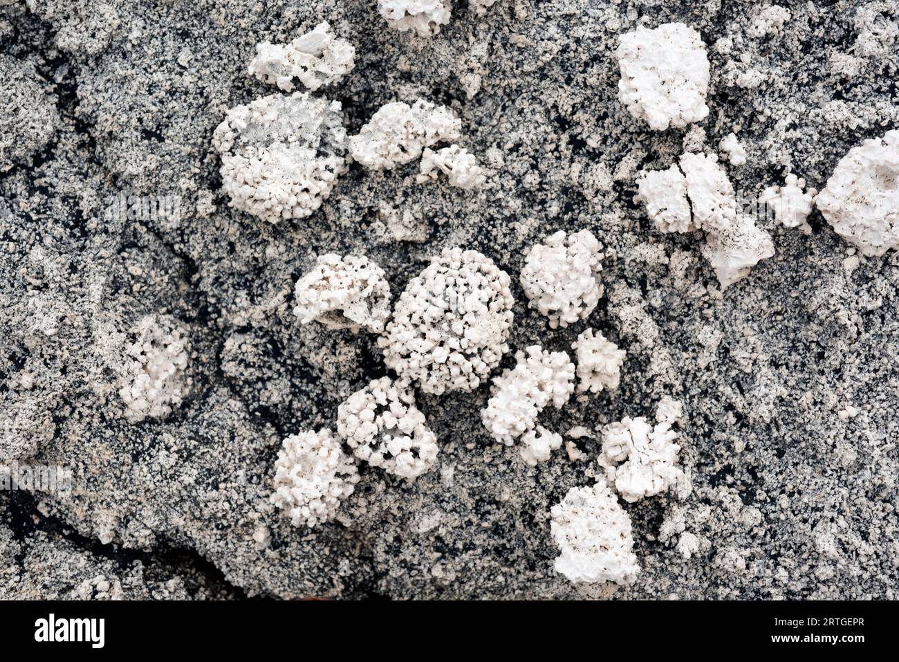 Coralline limestone hi-res stock photography and images - Alamy
