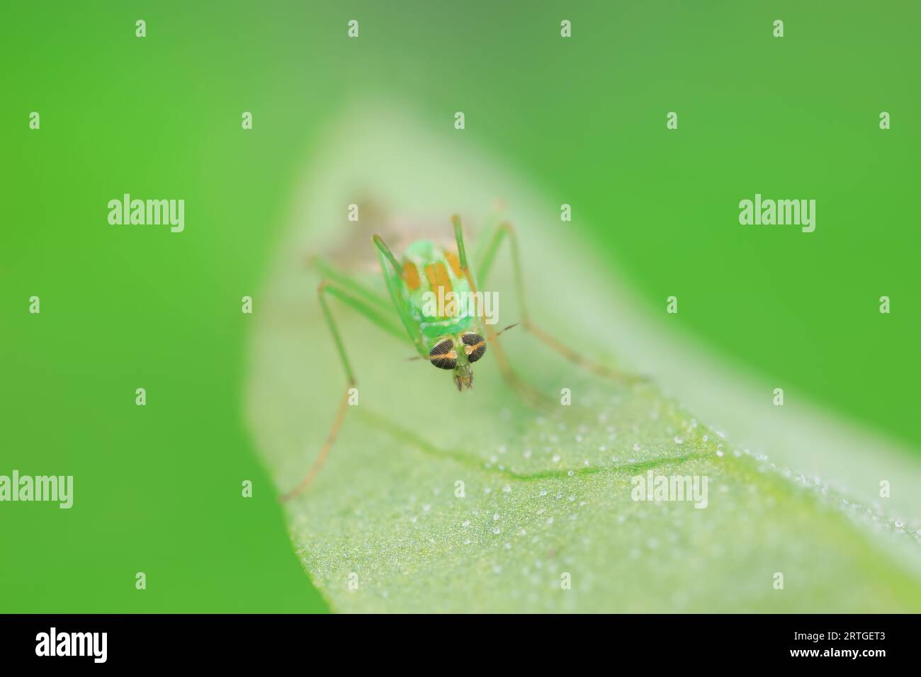 mosquito insect in the wild, North China Stock Photo - Alamy
