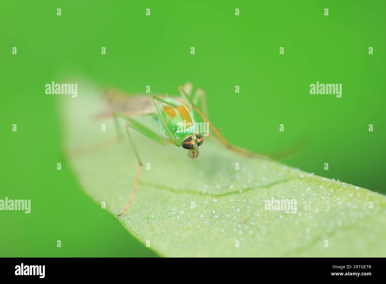 mosquito insect in the wild, North China Stock Photo - Alamy