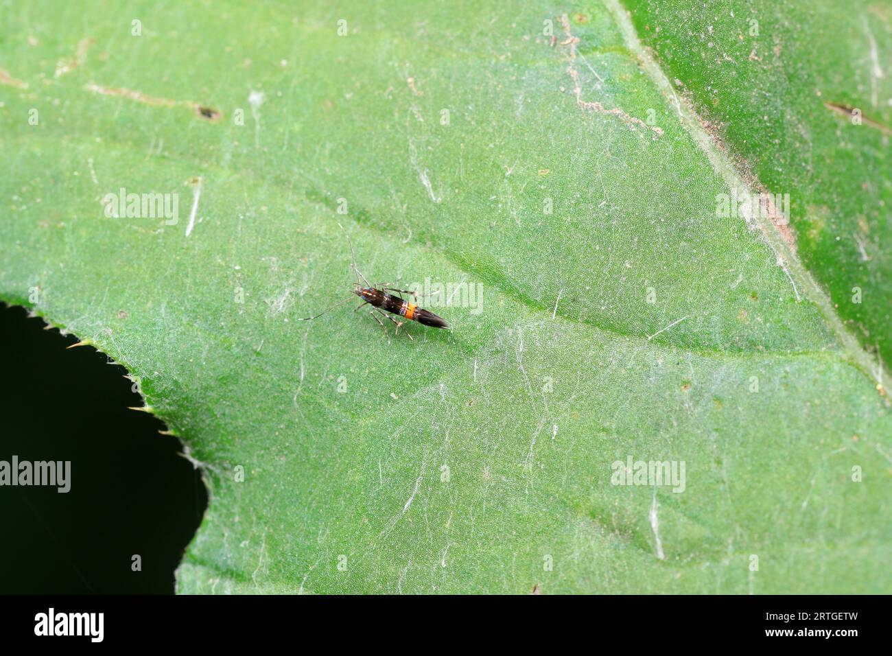 Lepidoptera insects in the wild, North China Stock Photo - Alamy