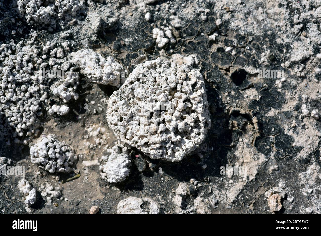Coralline limestone hi-res stock photography and images - Alamy