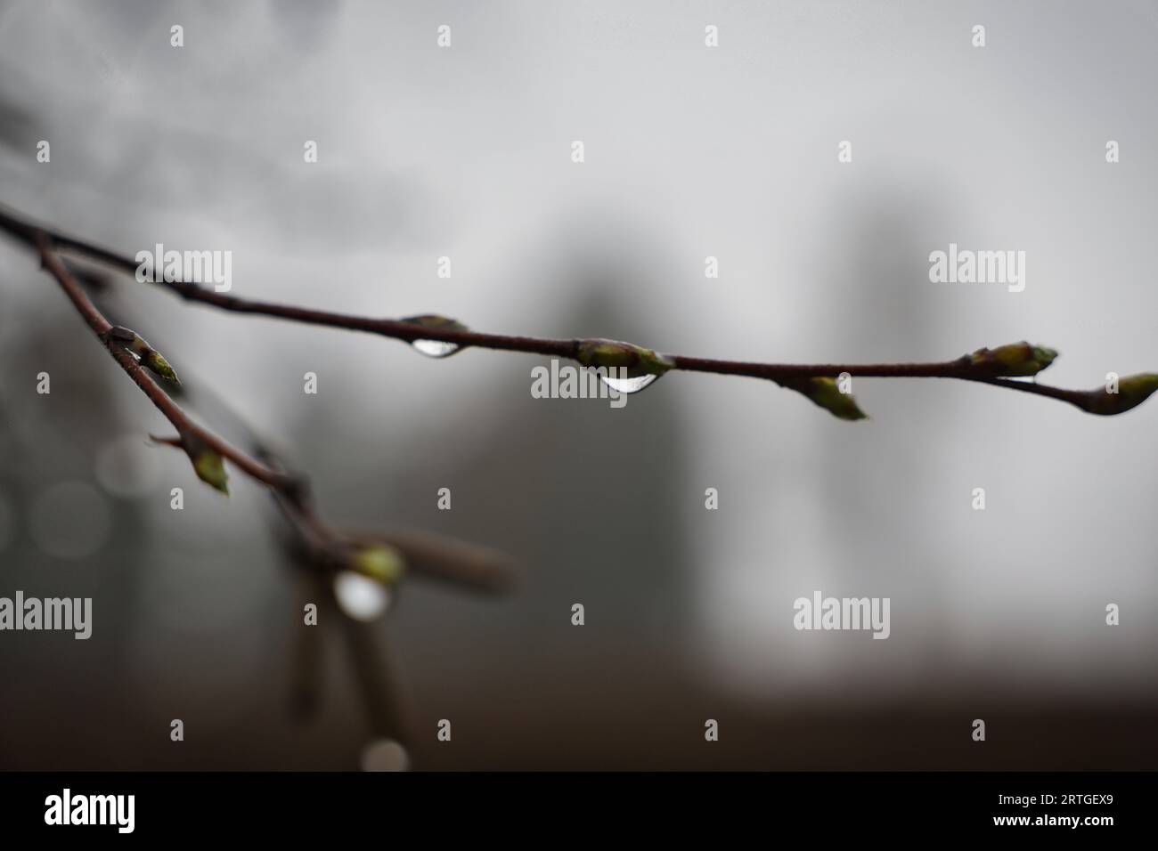 water drop on branch Stock Photo - Alamy