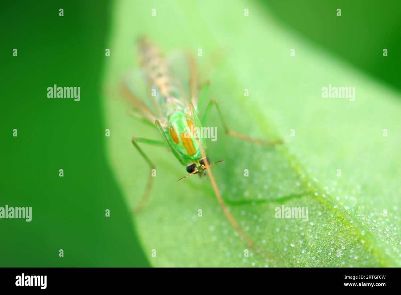 mosquito insect in the wild, North China Stock Photo - Alamy