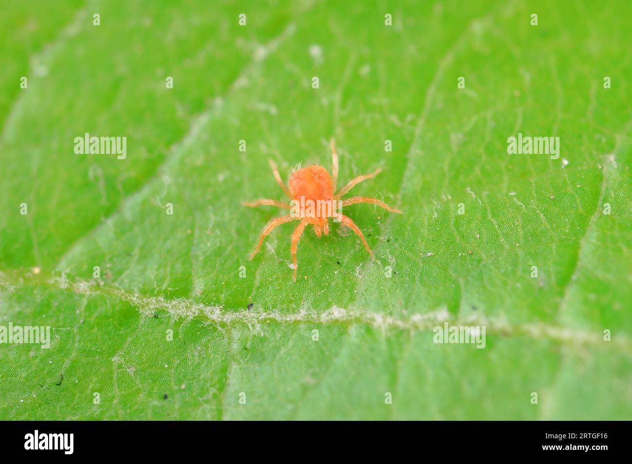 Red mites on wild plants, North China Stock Photo - Alamy