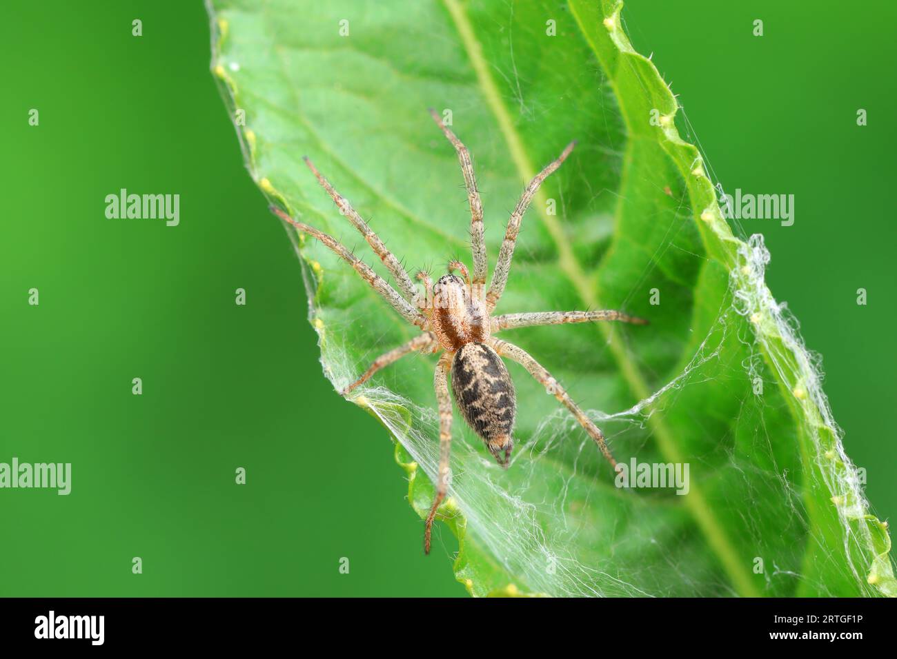 Spiders in the wild, North China Stock Photo - Alamy