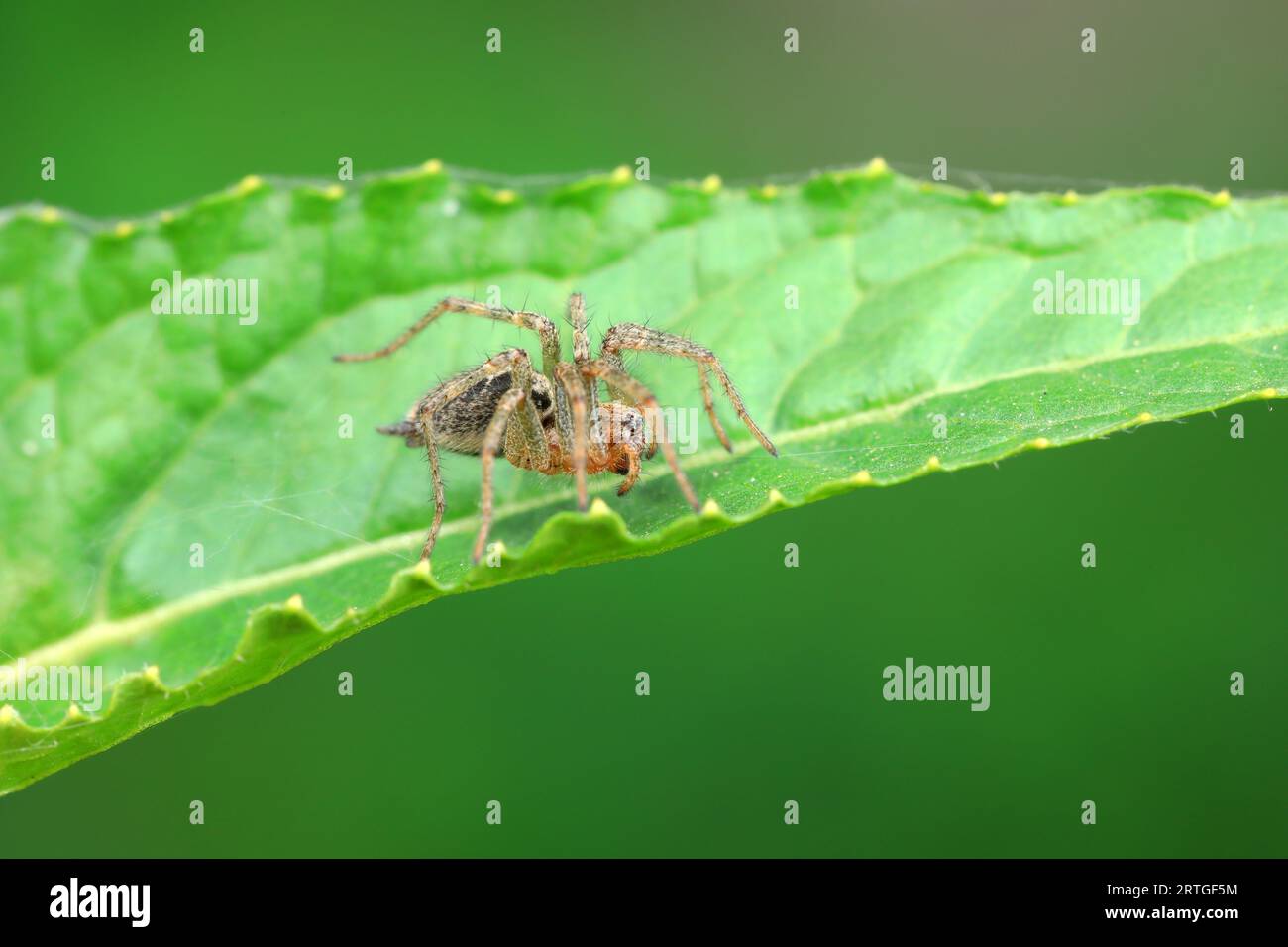 Spiders in the wild, North China Stock Photo - Alamy