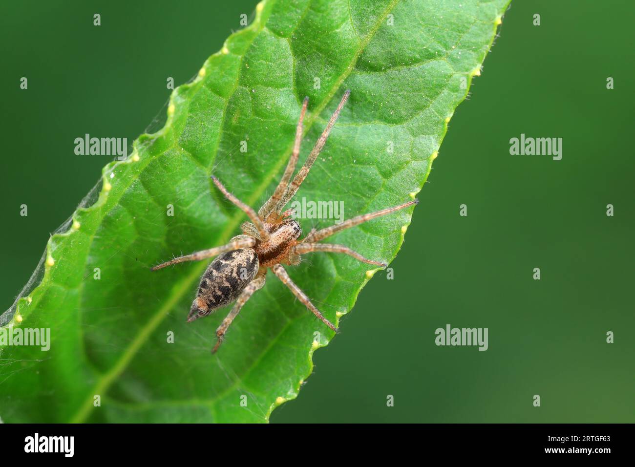 Spiders in the wild, North China Stock Photo - Alamy