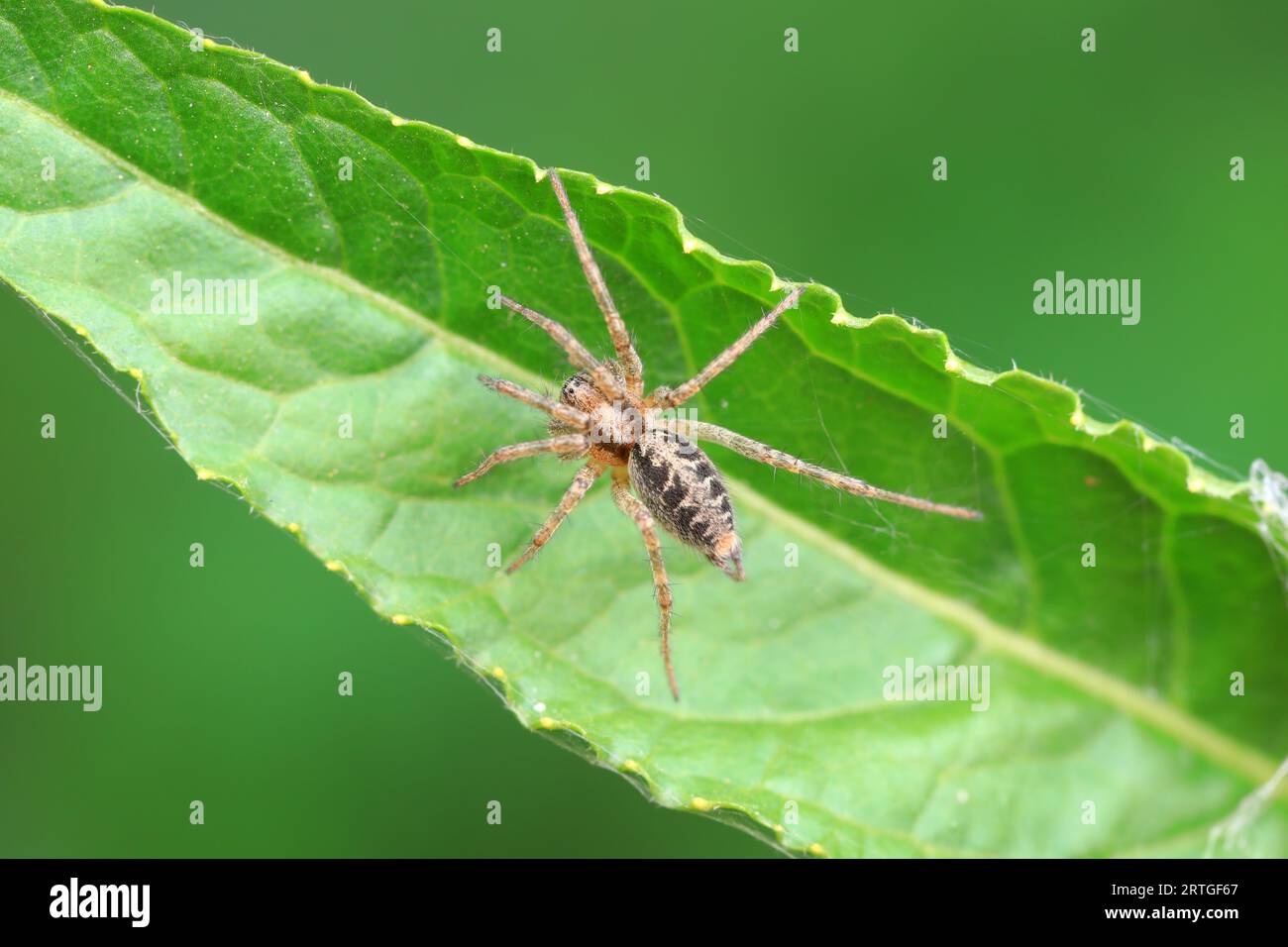 Spiders in the wild, North China Stock Photo - Alamy