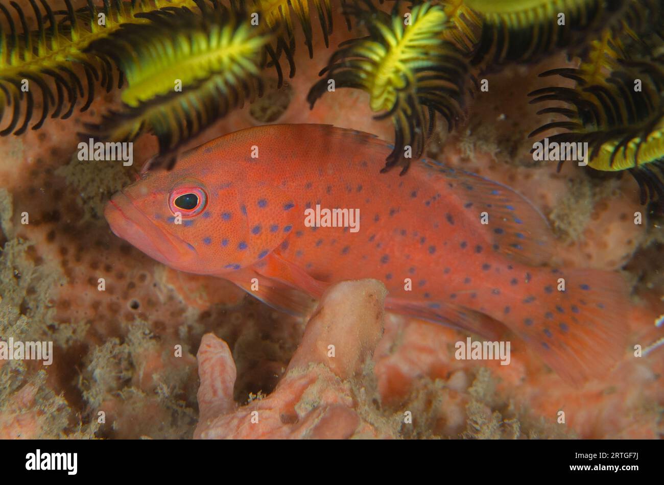 Juvenile Red Coral Grouper, Cephalopholis miniata, Dili Rock East dive site, Dili, East Timor ...