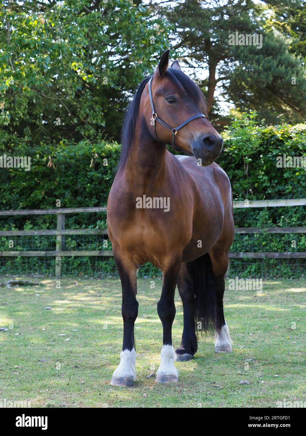 A beautiful bay Welsh Cob stands in a paddock Stock Photo - Alamy