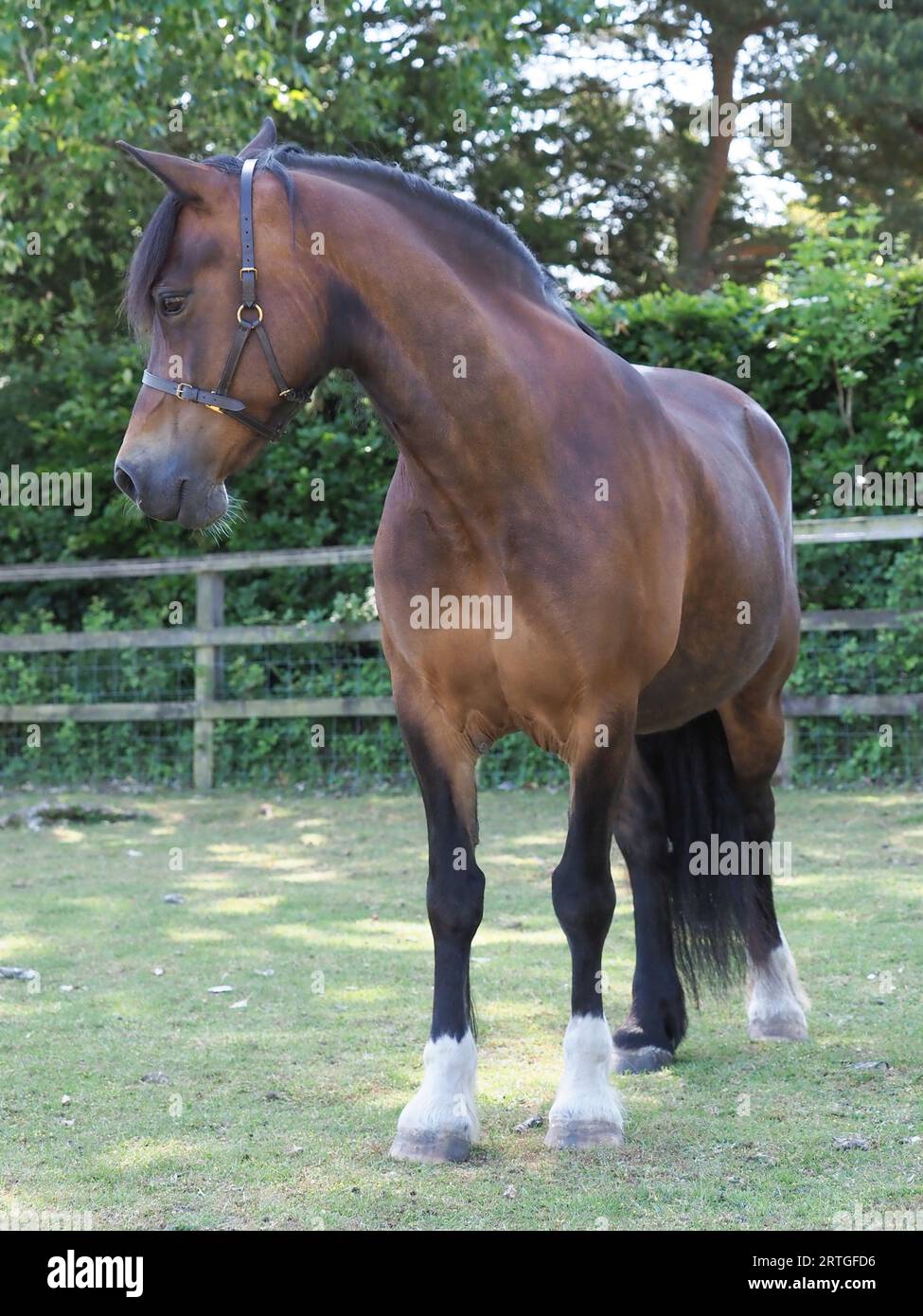A beautiful bay Welsh Cob stands in a paddock Stock Photo - Alamy