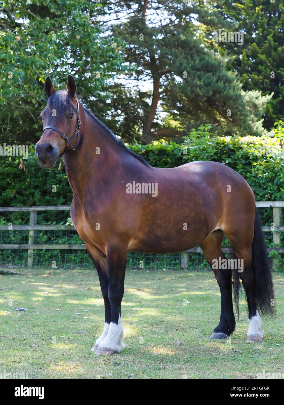 Welsh cob hi-res stock photography and images - Alamy