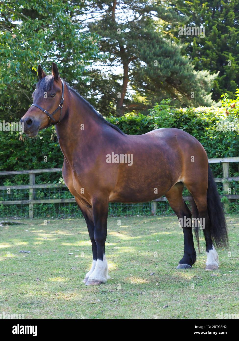 A beautiful bay Welsh Cob stands in a paddock Stock Photo - Alamy