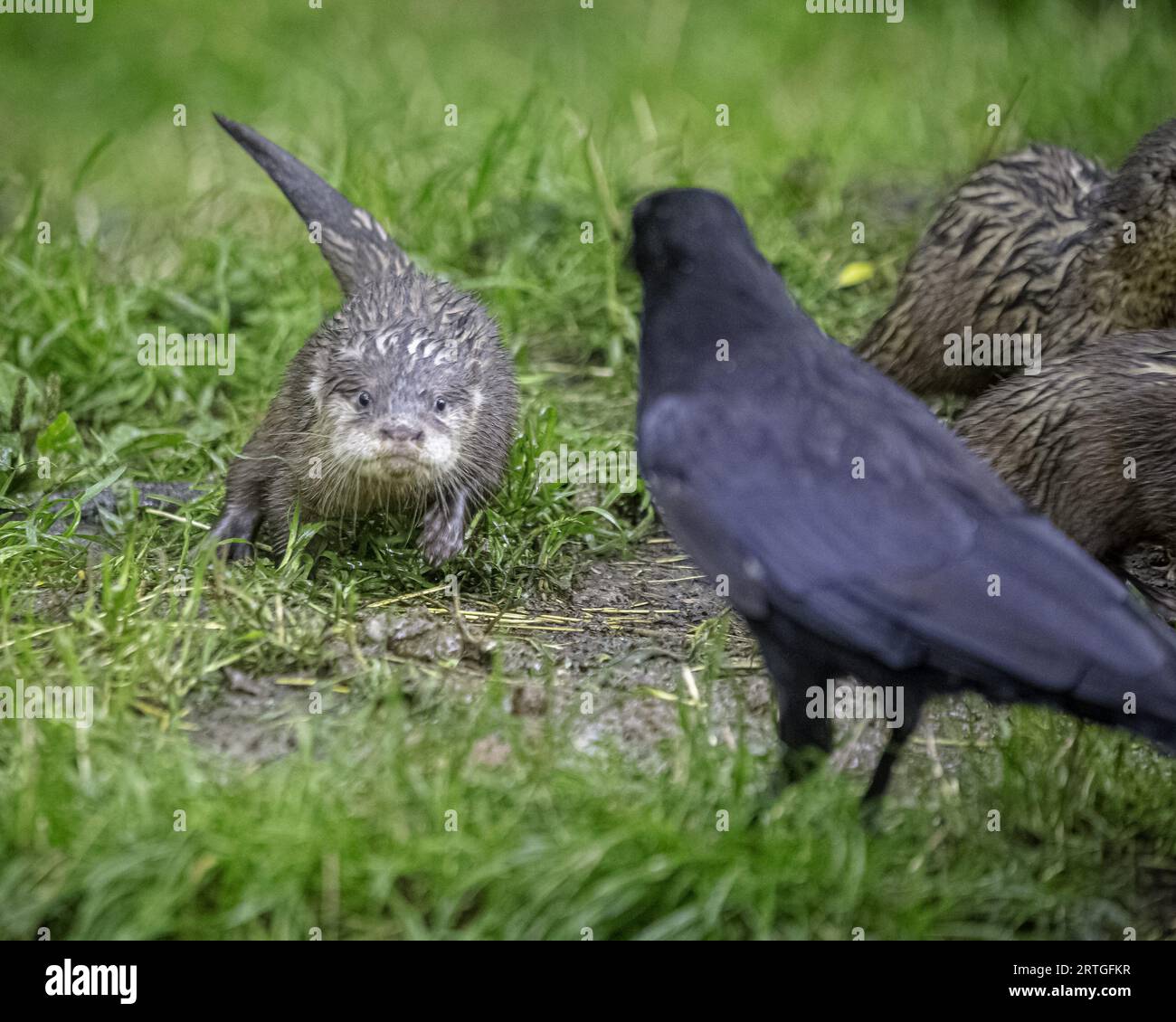 Not ready to tackle the giant crow EDINBURGH ZOO, SCOTLAND. ADORABLE ...