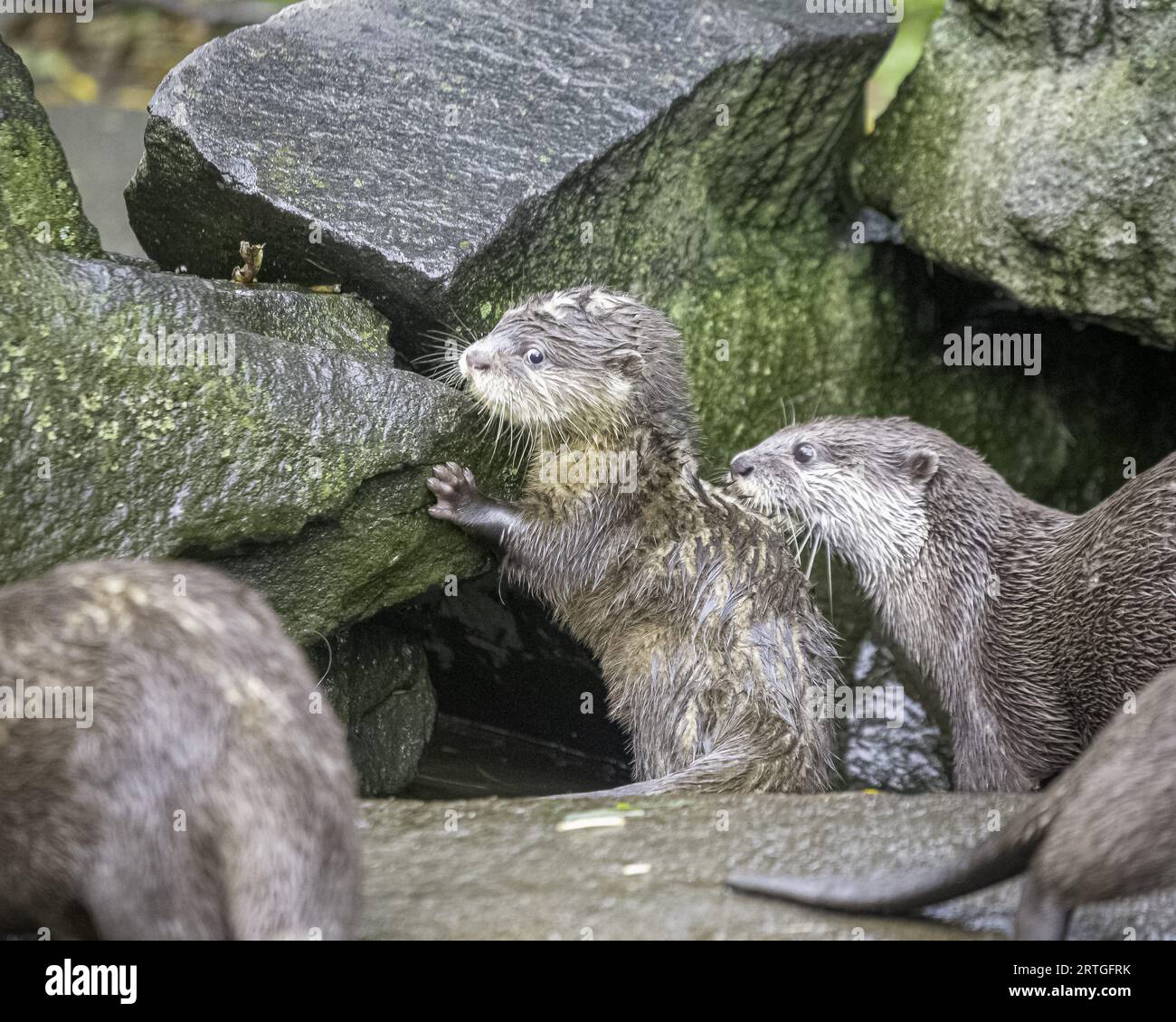 The otter baby gets caught by mum EDINBURGH ZOO, SCOTLAND. ADORABLE ...