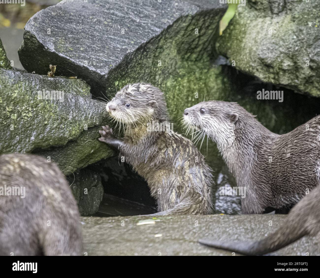 Edinburgh zoo otters hi-res stock photography and images - Alamy