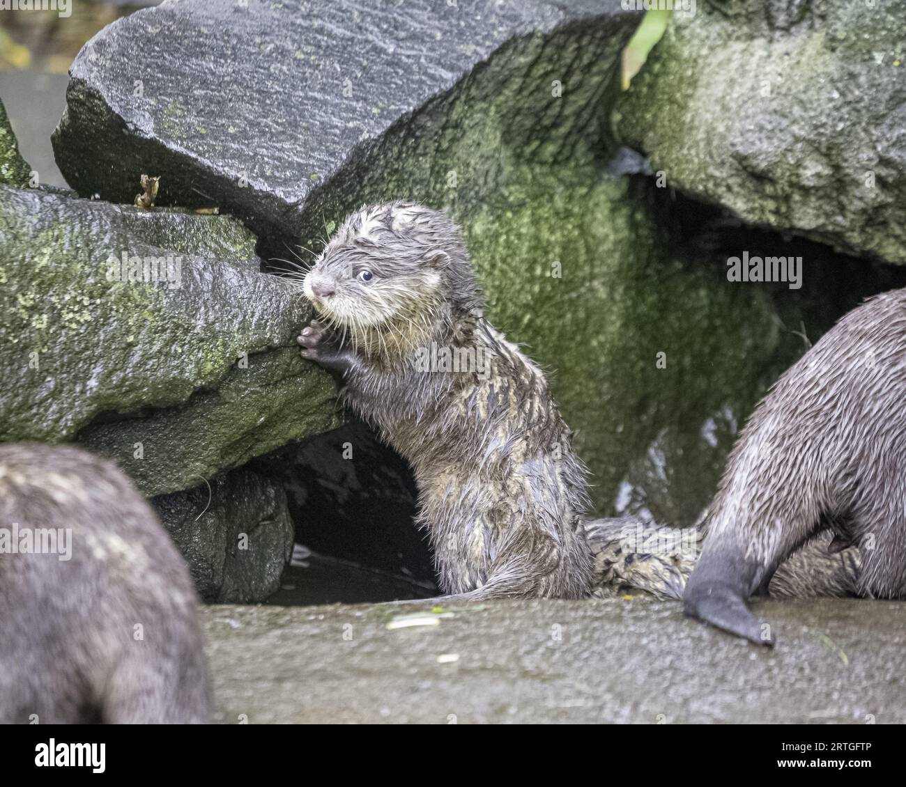 Gives a quick guilty glance to the photographers EDINBURGH ZOO ...