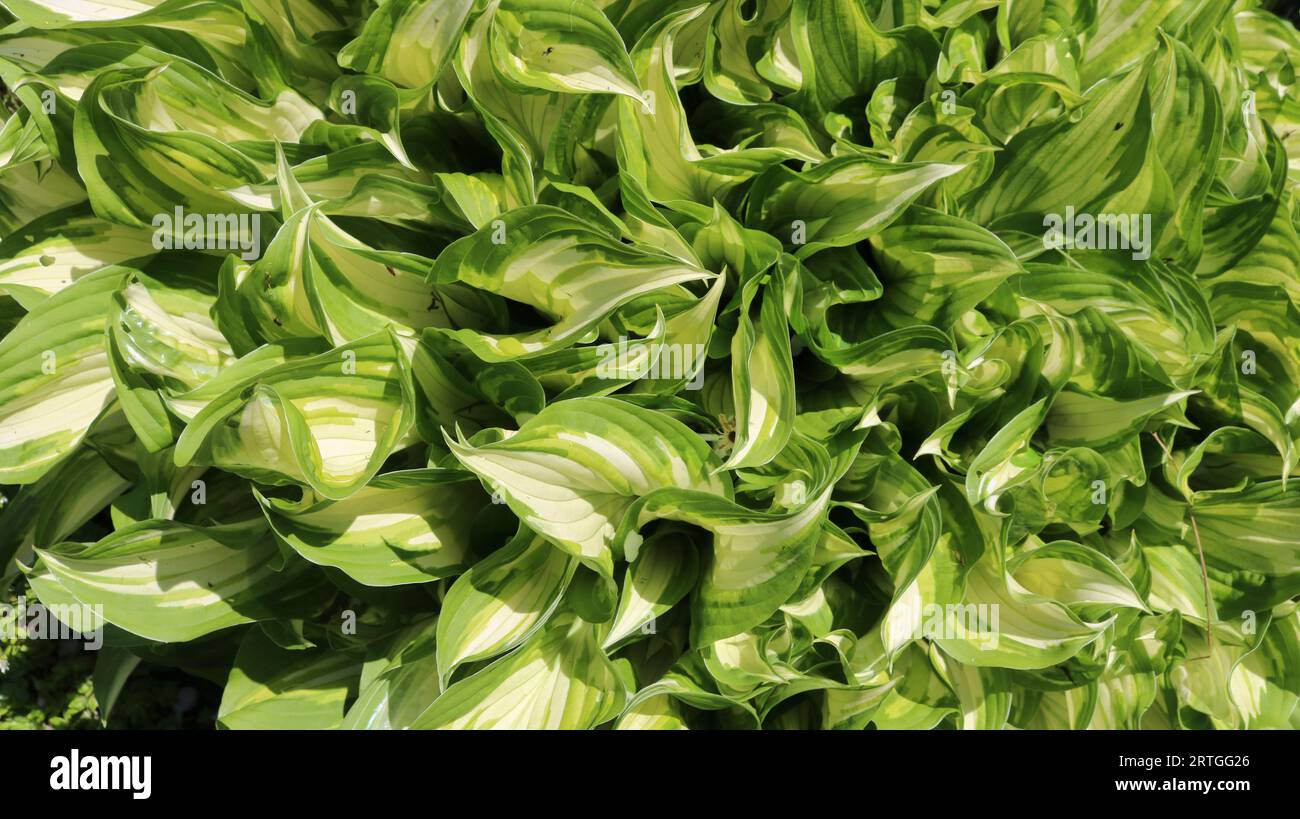 green floral background of bright green hosta leaves with white veins ...