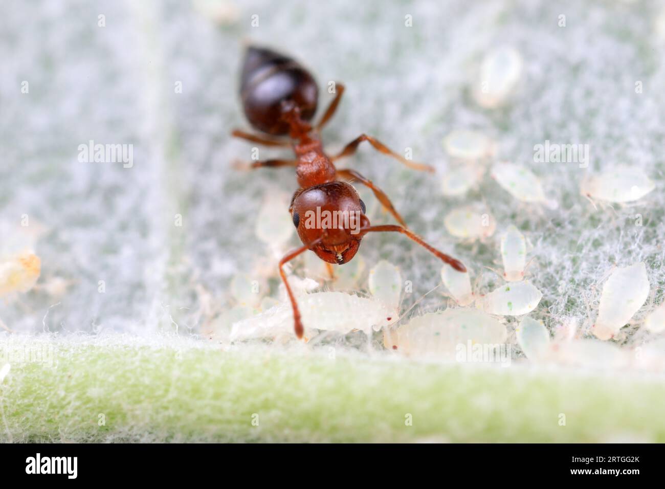 Abdominal ant hi-res stock photography and images - Alamy