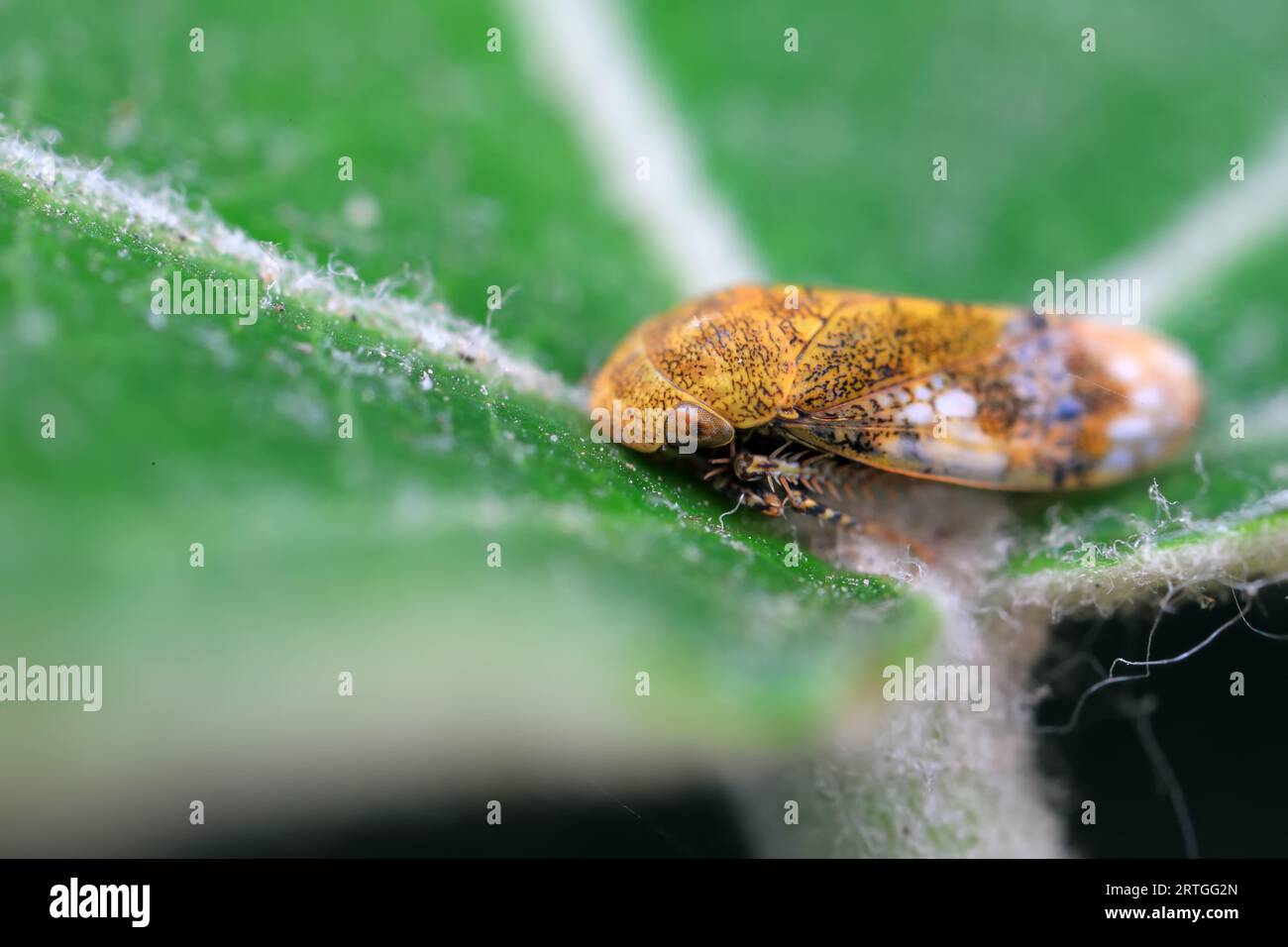 Leaf cicada on wild plants, North China Stock Photo - Alamy