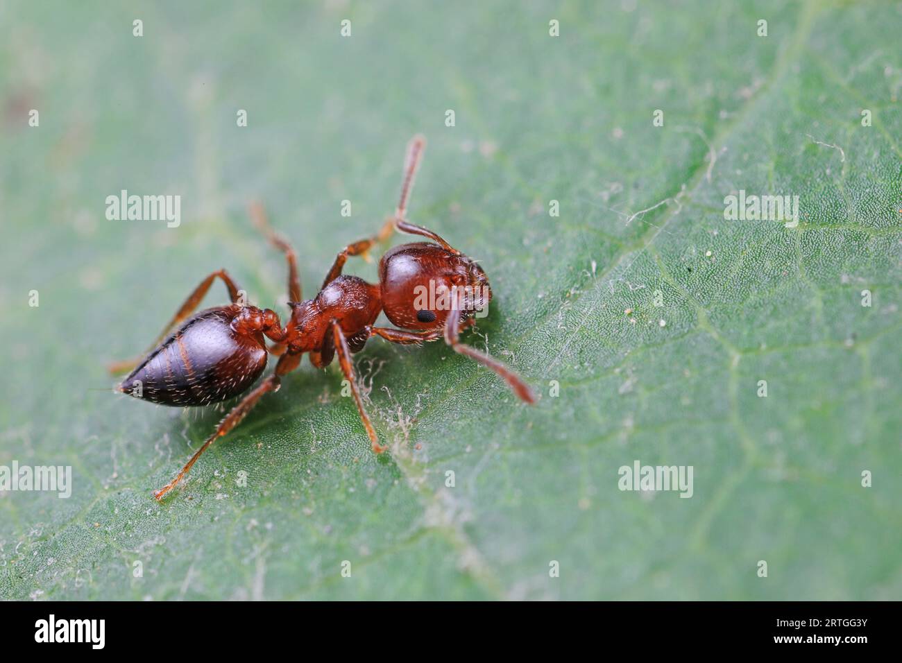 Abdominal ant hi-res stock photography and images - Alamy