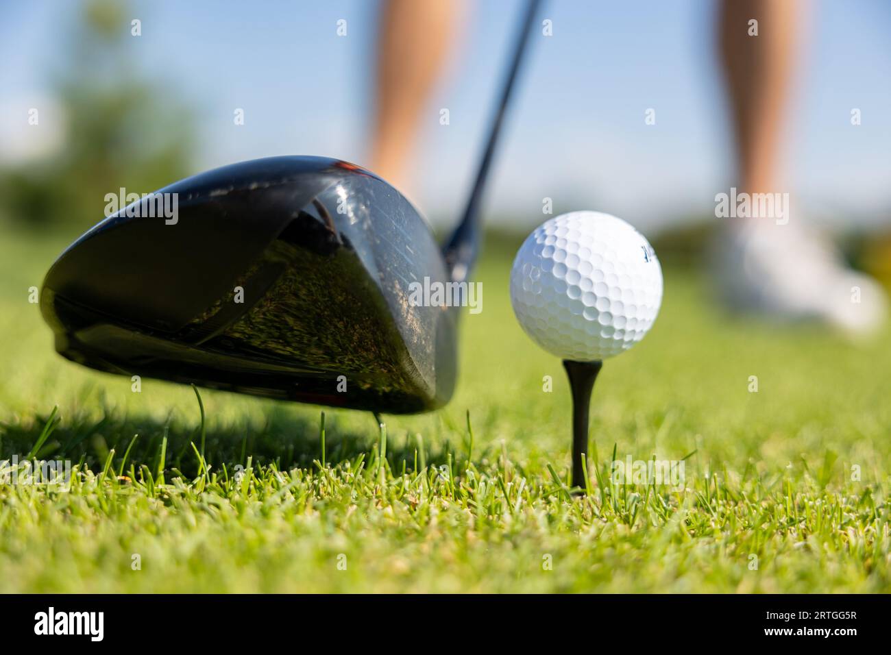 Golf sticks and golf balls for background with green grass. Close up ball standing on the turf ...
