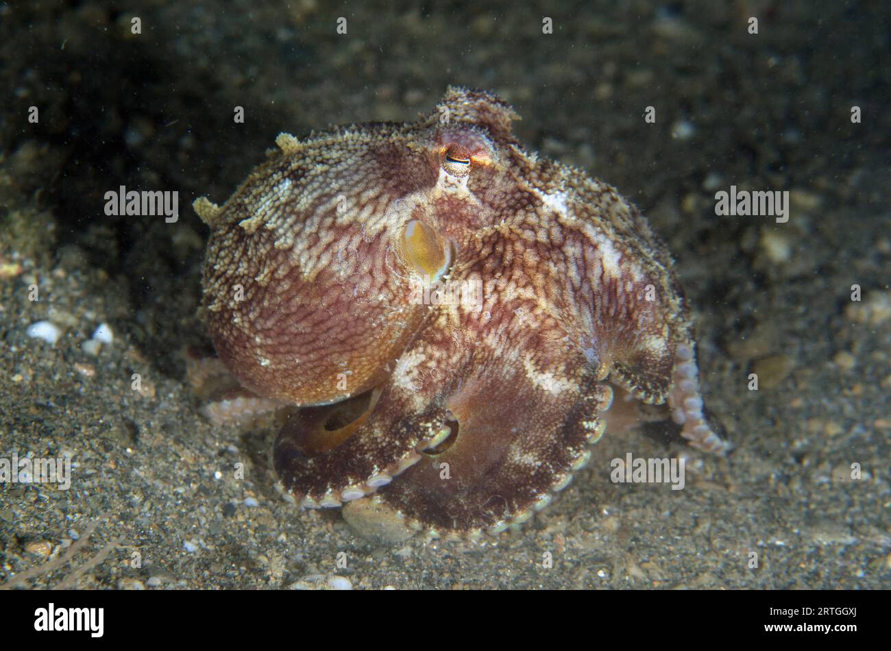 Veined Octopus, Amphioctopus marginatus, night dive, Dili Rock East ...
