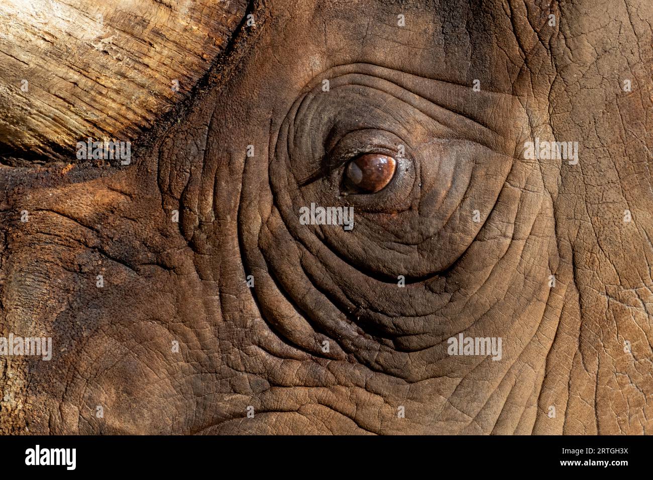 eye of the Rhino Stock Photo - Alamy
