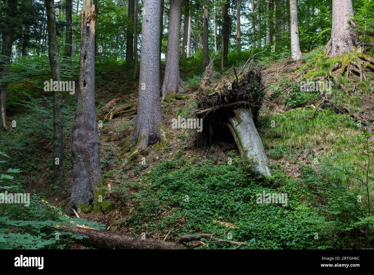 stump in the forest Stock Photo - Alamy