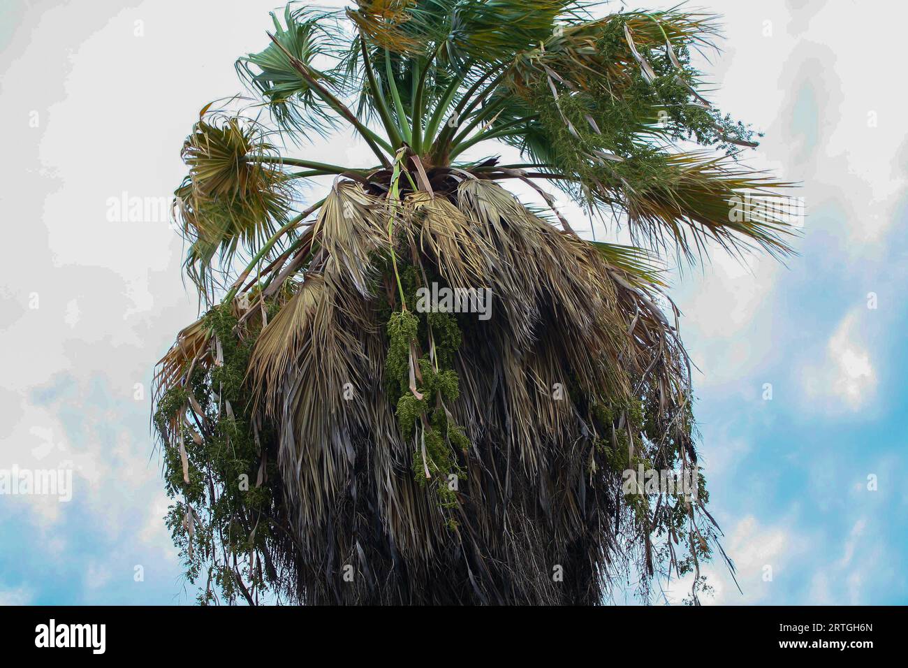 palm leaves bending under gusts of wind Stock Photo - Alamy