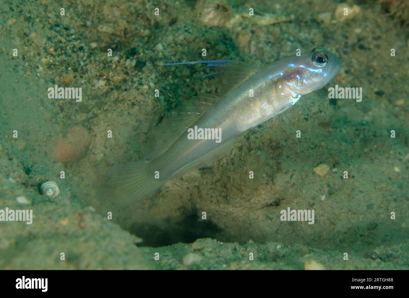 Girdled Shrimpgoby, Myersina sp, with erect fins and spine by hole ...