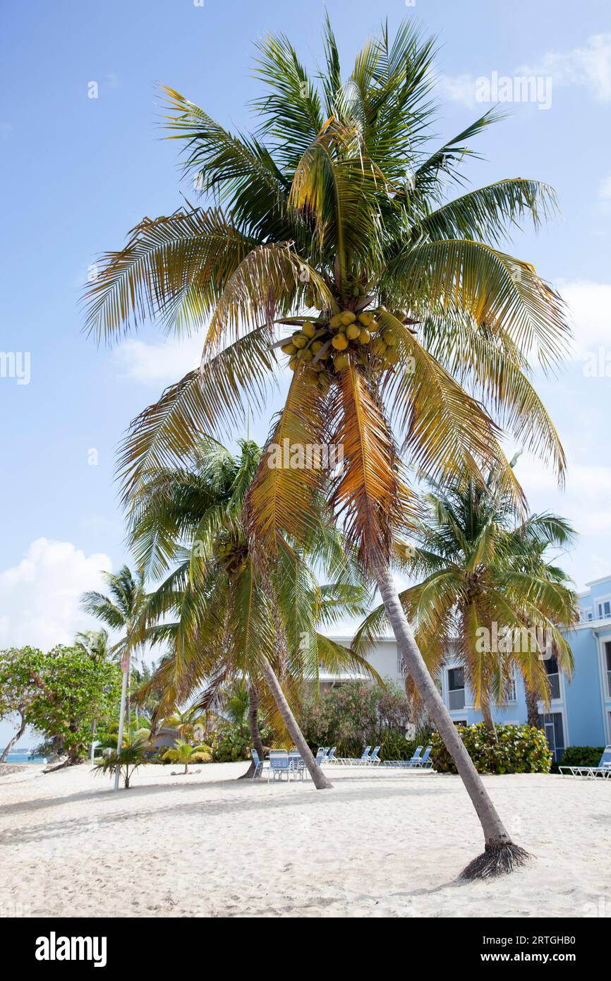 The view of leaning palm trees with coconuts on Grand Cayman island ...