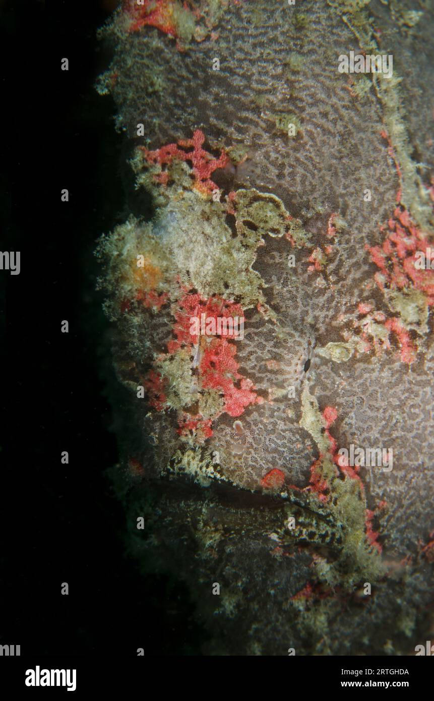 Brown Giant Frogfish, Antennarius commersonii, Pertamina Jetty dive ...