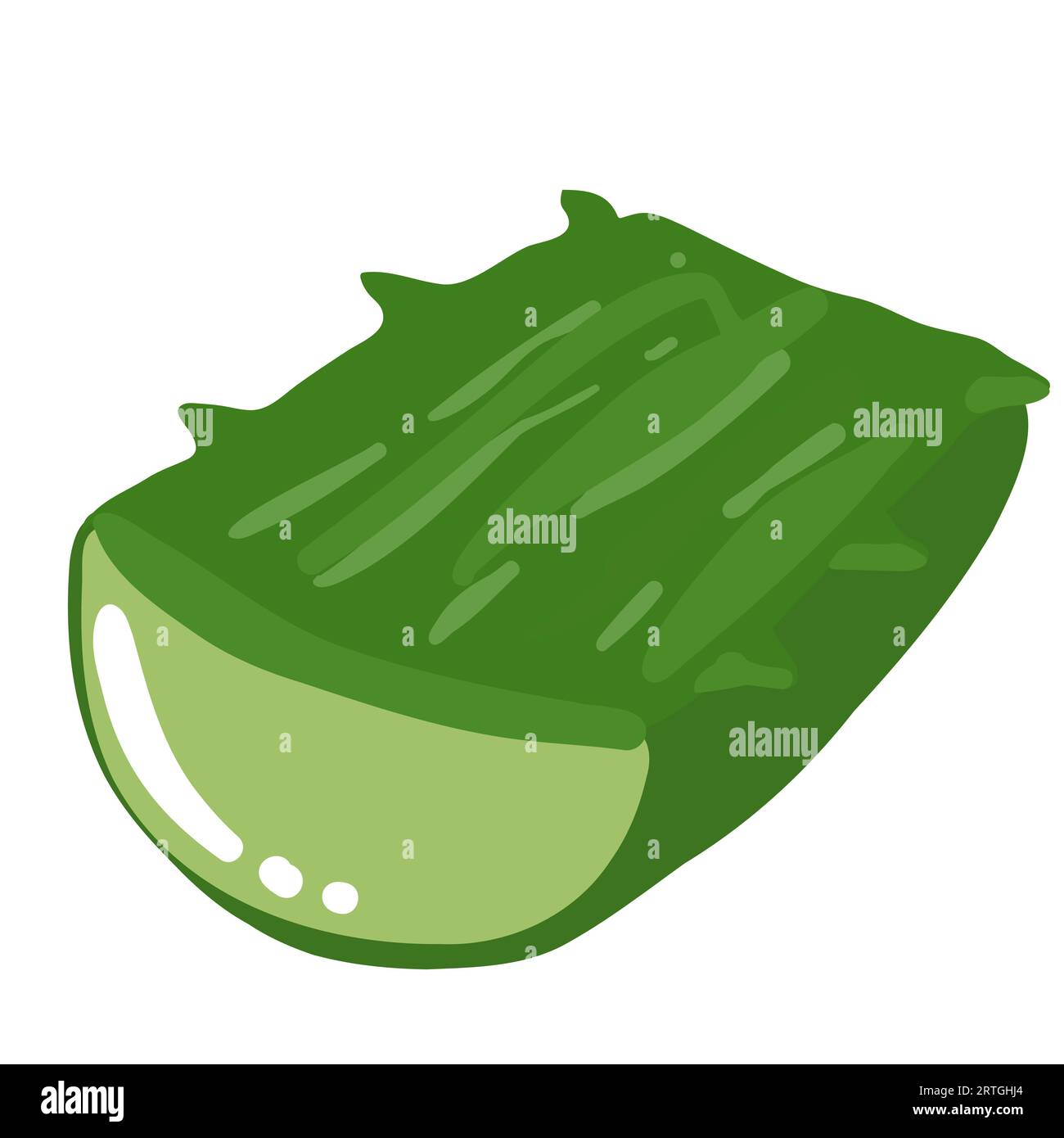 Realistic aloe vera vector illustration on white background Stock ...