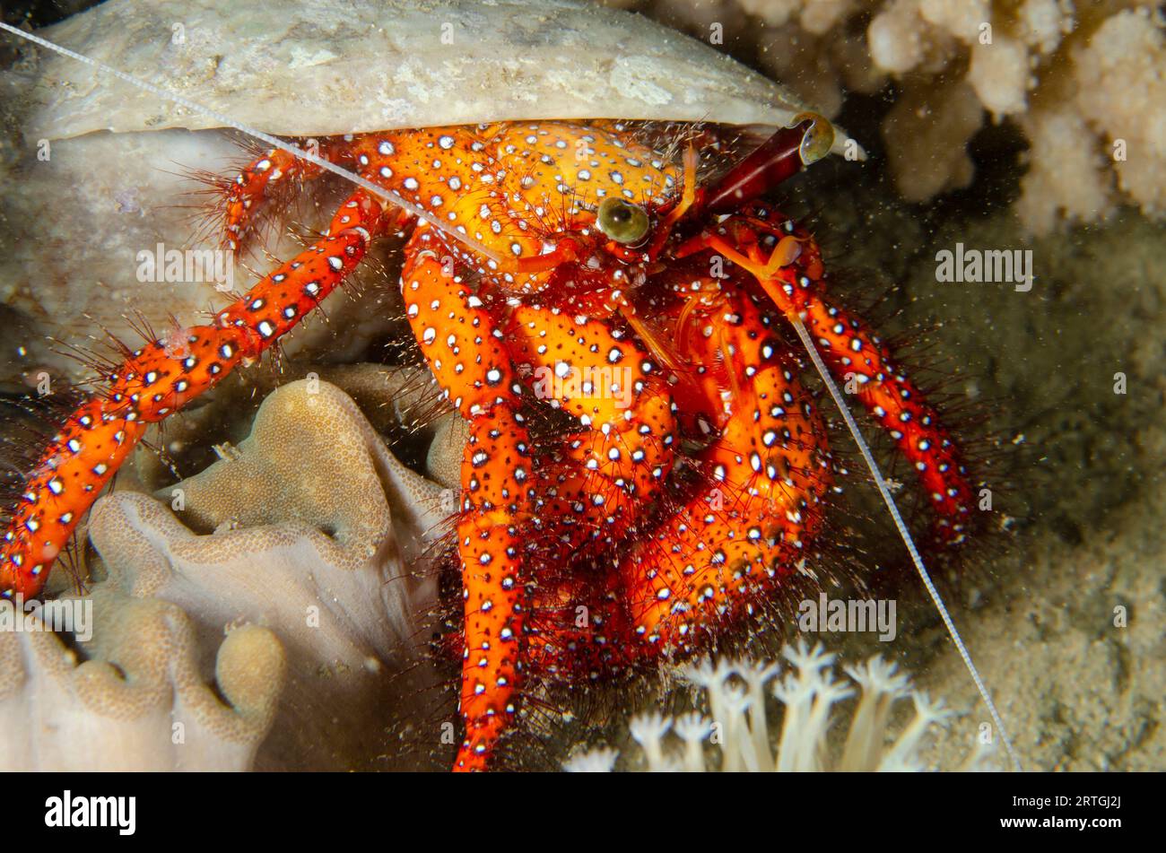 White-spotted Hermit Crab, Dardanus megistos, in shell, Tasi Tolu dive ...