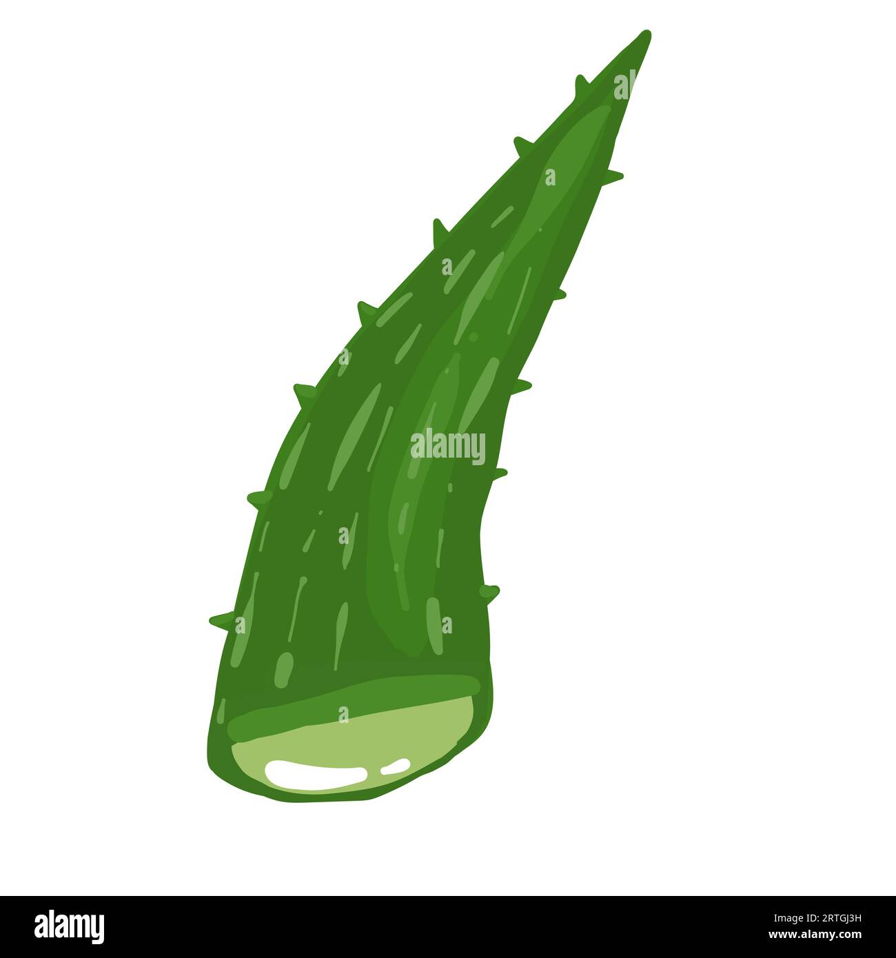 Realistic aloe vera vector illustration on white background Stock ...