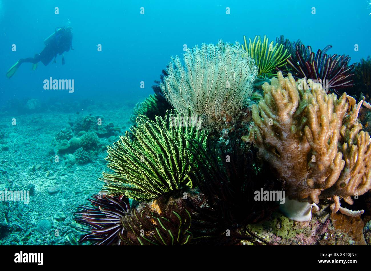 Crinoids, Comatulida Order, with diver in background, Beach House dive ...