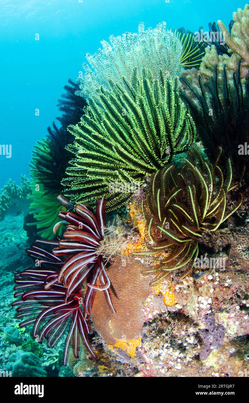 Crinoids, Comatulida Order, Beach House dive site, Atauro Island, East ...