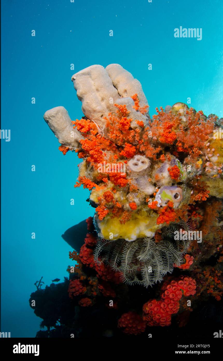 Tube Sponge, Callyspongia sp, Orange Sun Coral, Tubastraea faulkneri ...
