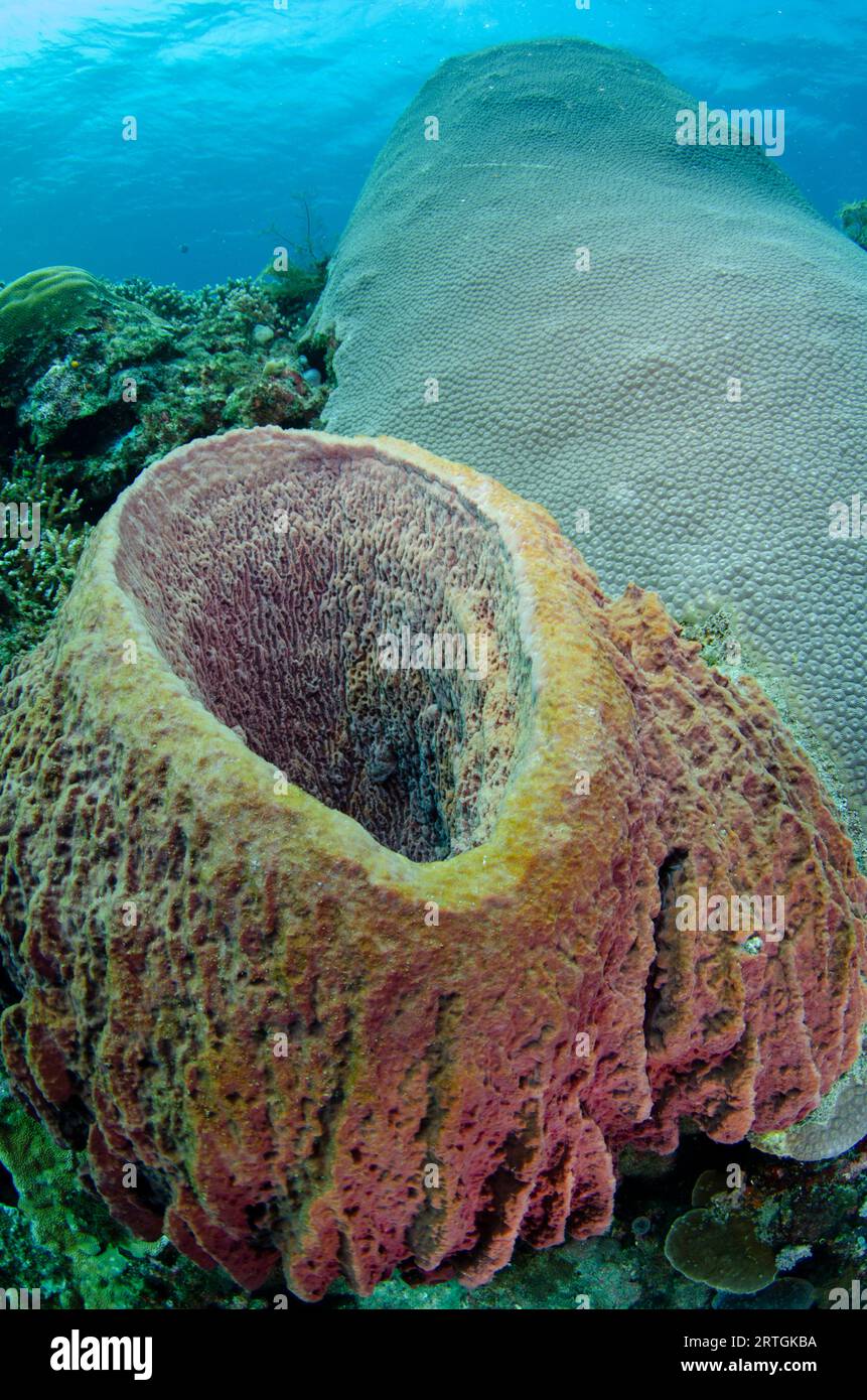 Barrel Sponge, Xestospongia testudinaria, by Brain Coral, Diploastrea ...
