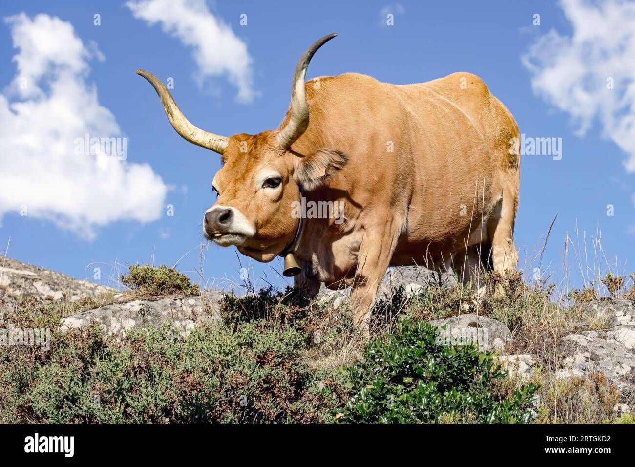 Pure bred cattle - Barrosa - from northern portugal, grrazing in the ...