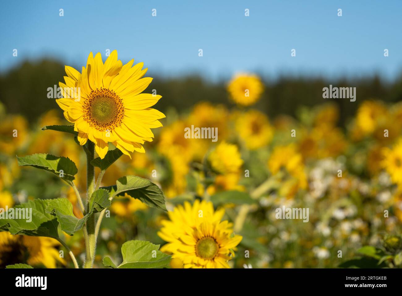 sunflower field. focus on one flower Stock Photo - Alamy