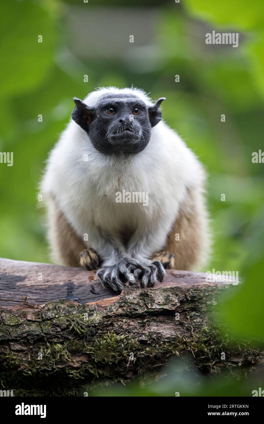 Black mantled tamarin hi-res stock photography and images - Alamy
