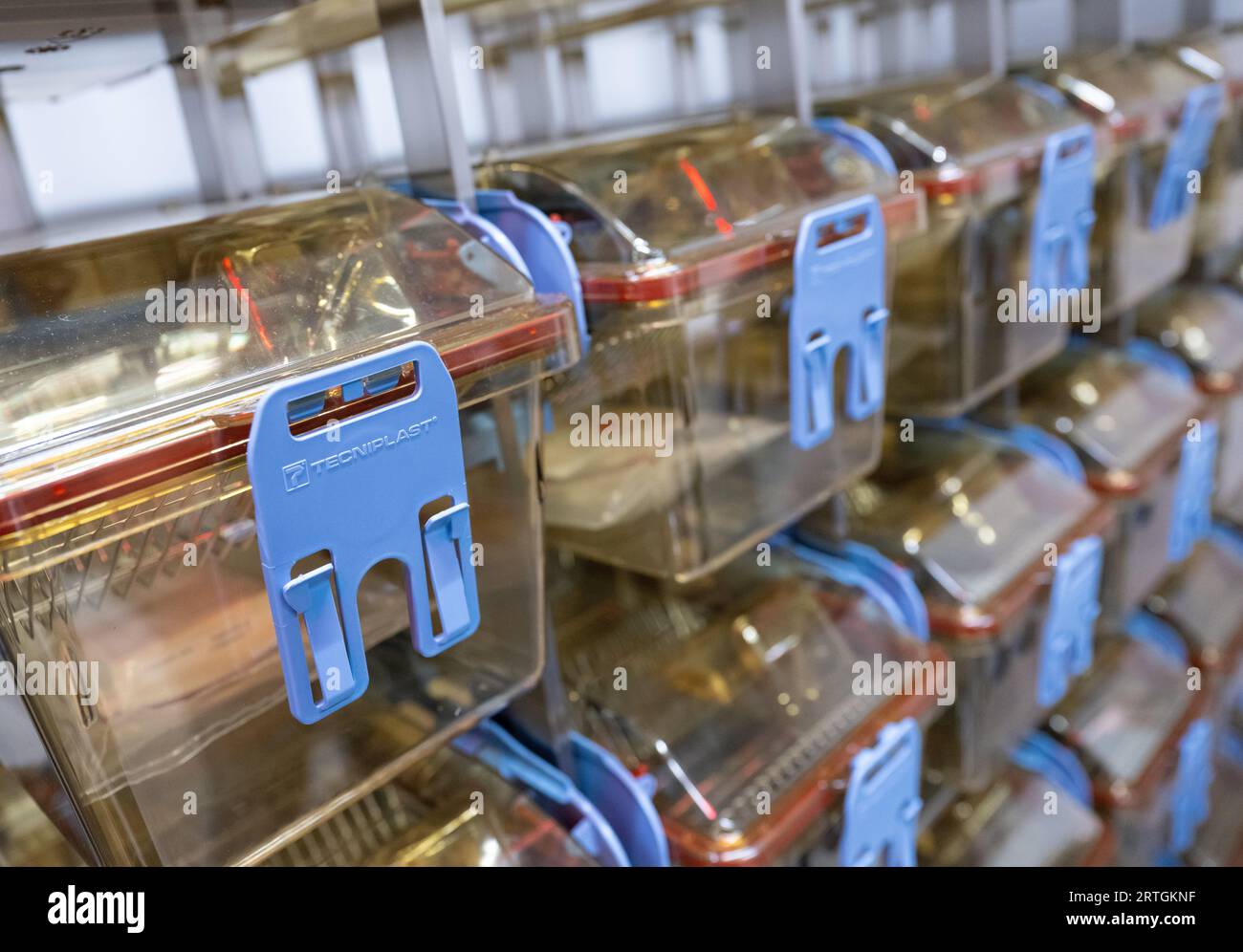 Department of animal production and health hi-res stock photography and ...