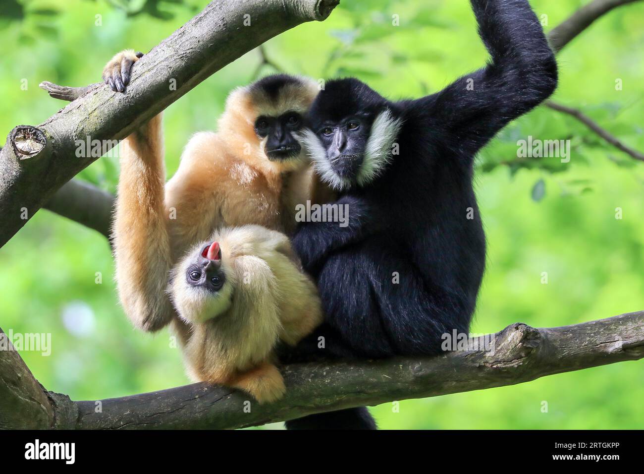 Yellow cheeked crested gibbon hi-res stock photography and images - Alamy