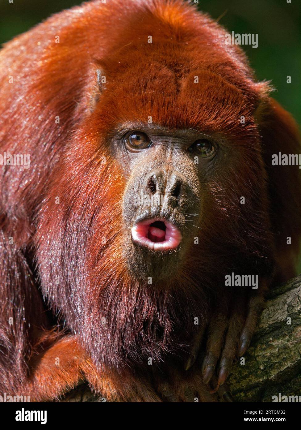 Red howling monkey hi-res stock photography and images - Alamy
