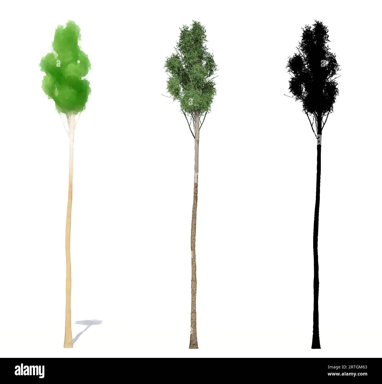 Set or collection of Common Hazel trees, painted, natural and as a ...