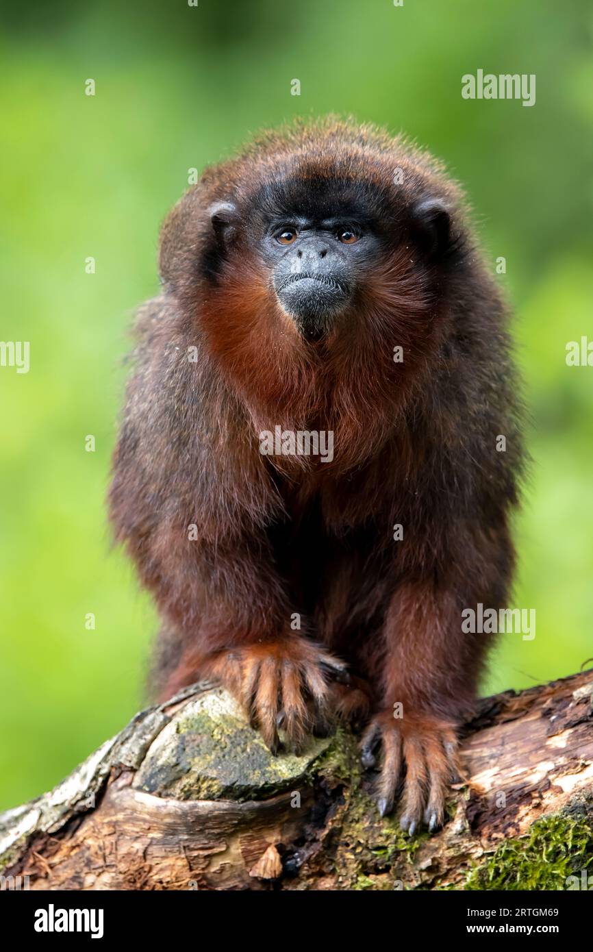Plecturocebus hi-res stock photography and images - Alamy